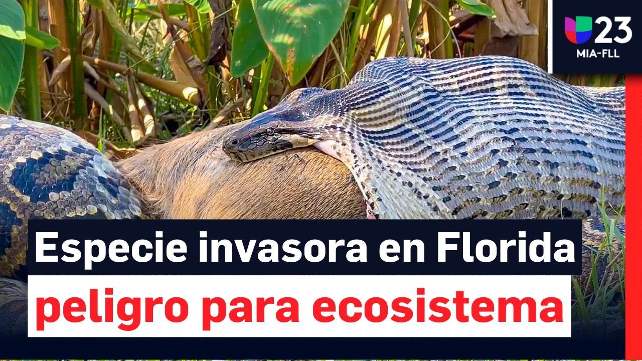 Las pitones birmanas invasoras del sur de Florida son un peligro mayor ...