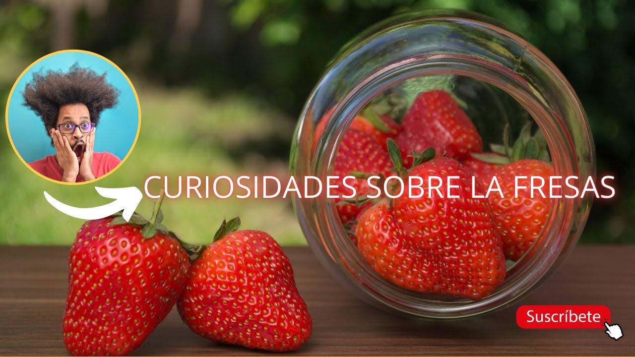 👀CURIOSIDADES SOBRE DE LAS FRESA 🍓 - YouTube
