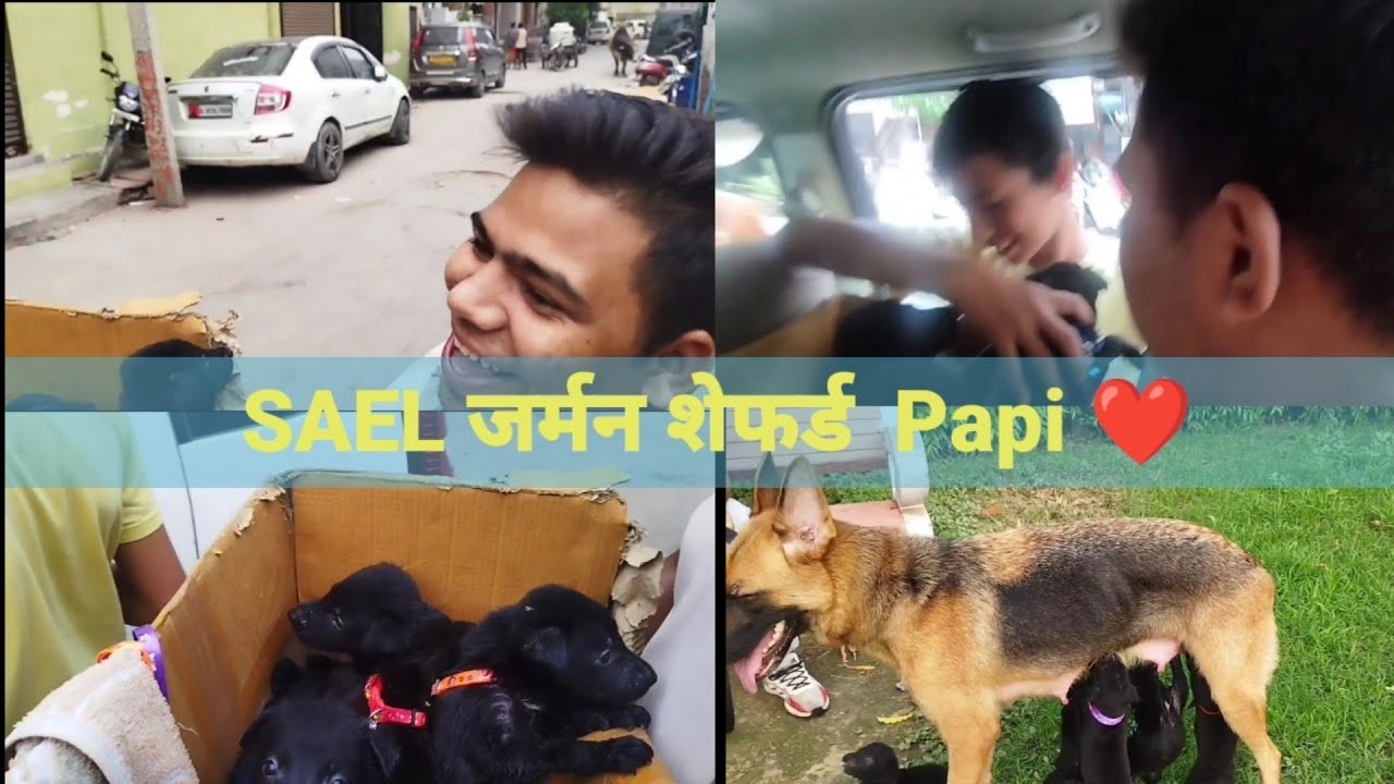 Sale जर्मन शेफर्ड Papi 🤣🤣 - YouTube