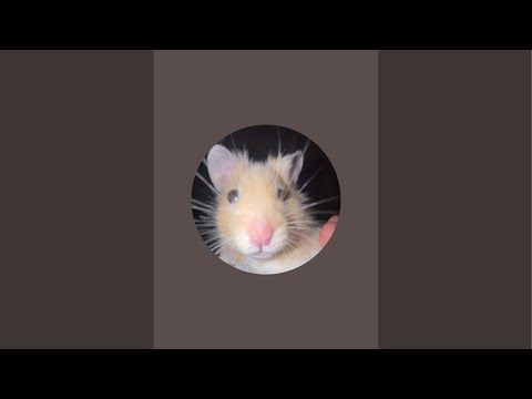 30k Stream! Nothing much just afk (will do hamster stream soon!) - YouTube