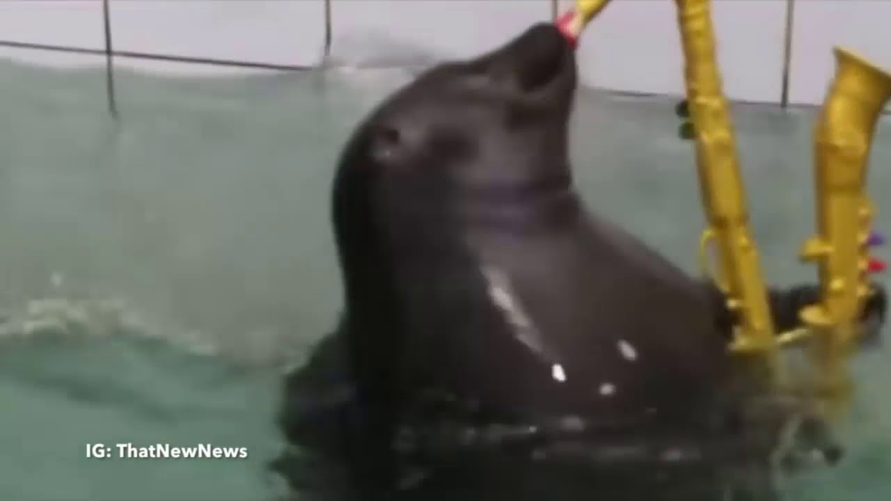 Epic Seal Sax - YouTube