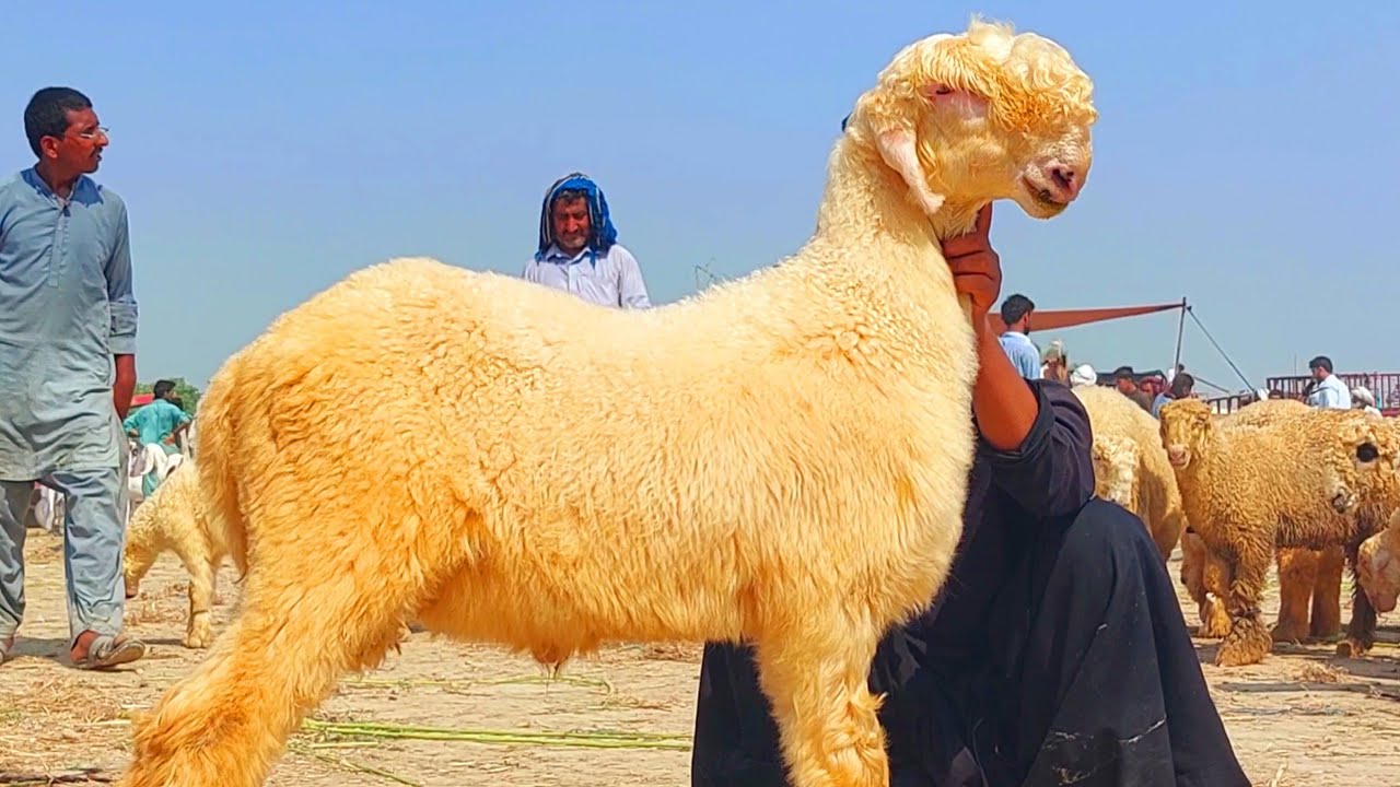 ViP TOP Class Mundri Sheep Mandi full DAON at bakra mandi pakistan # ...