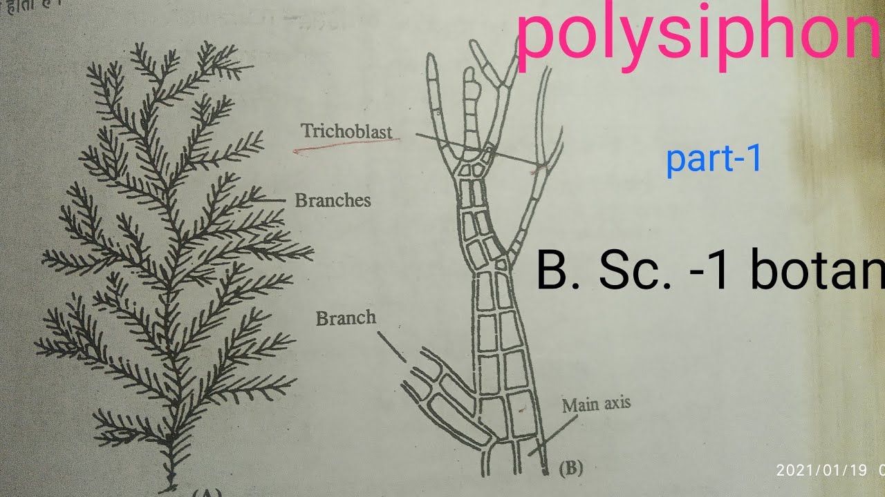 Polysiphonia Slide