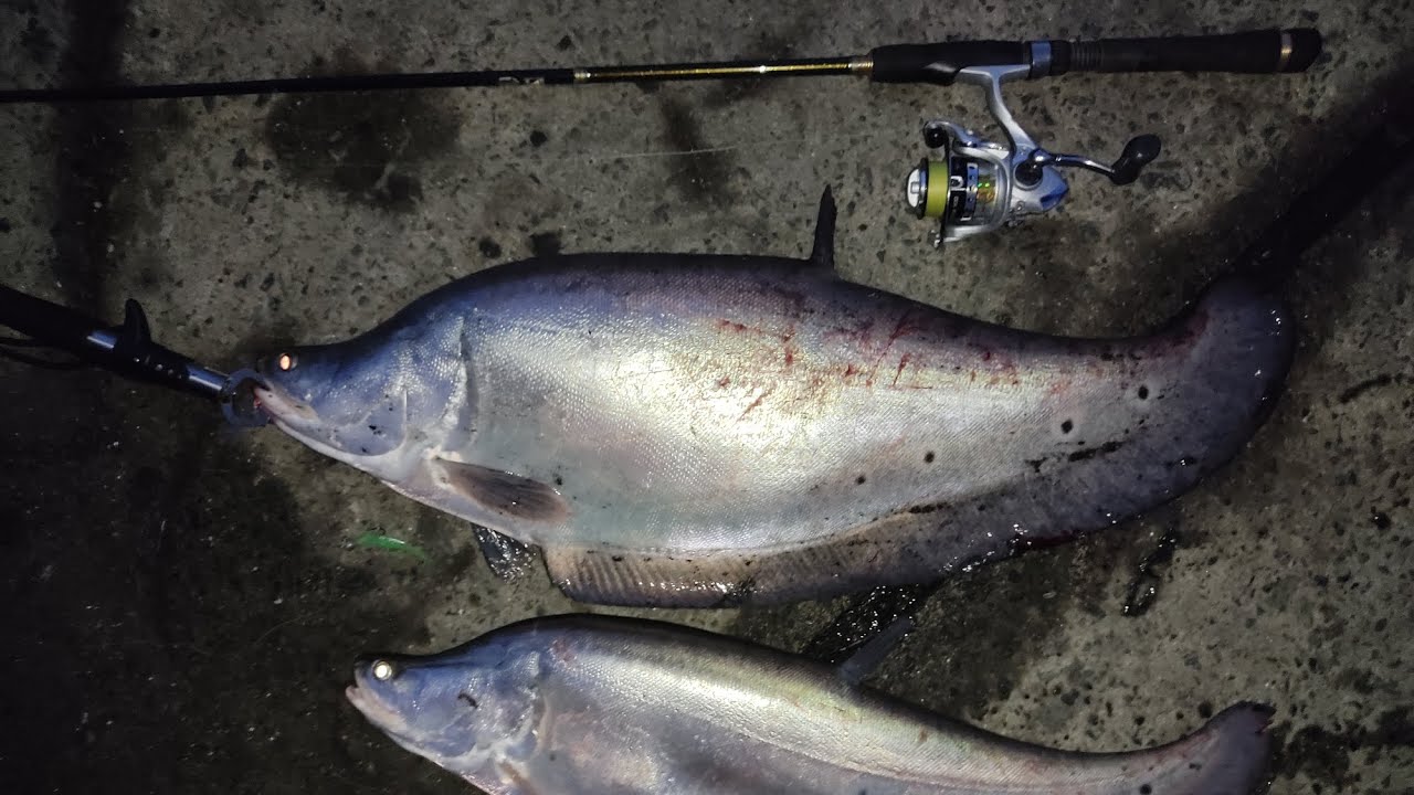 3 kgs knife fish caught in Napindan River using soft bait. Ultralight ...