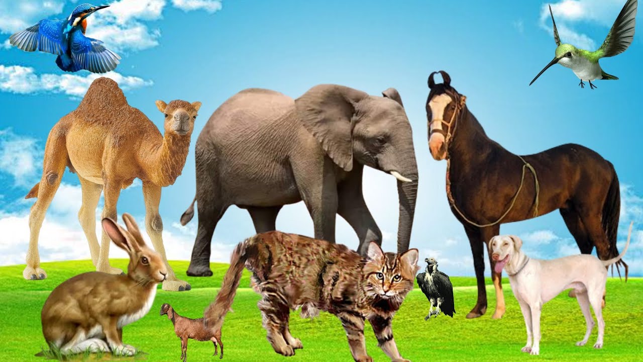 Animals Sounds videos for kids । cute animals video। wildlife animals ...