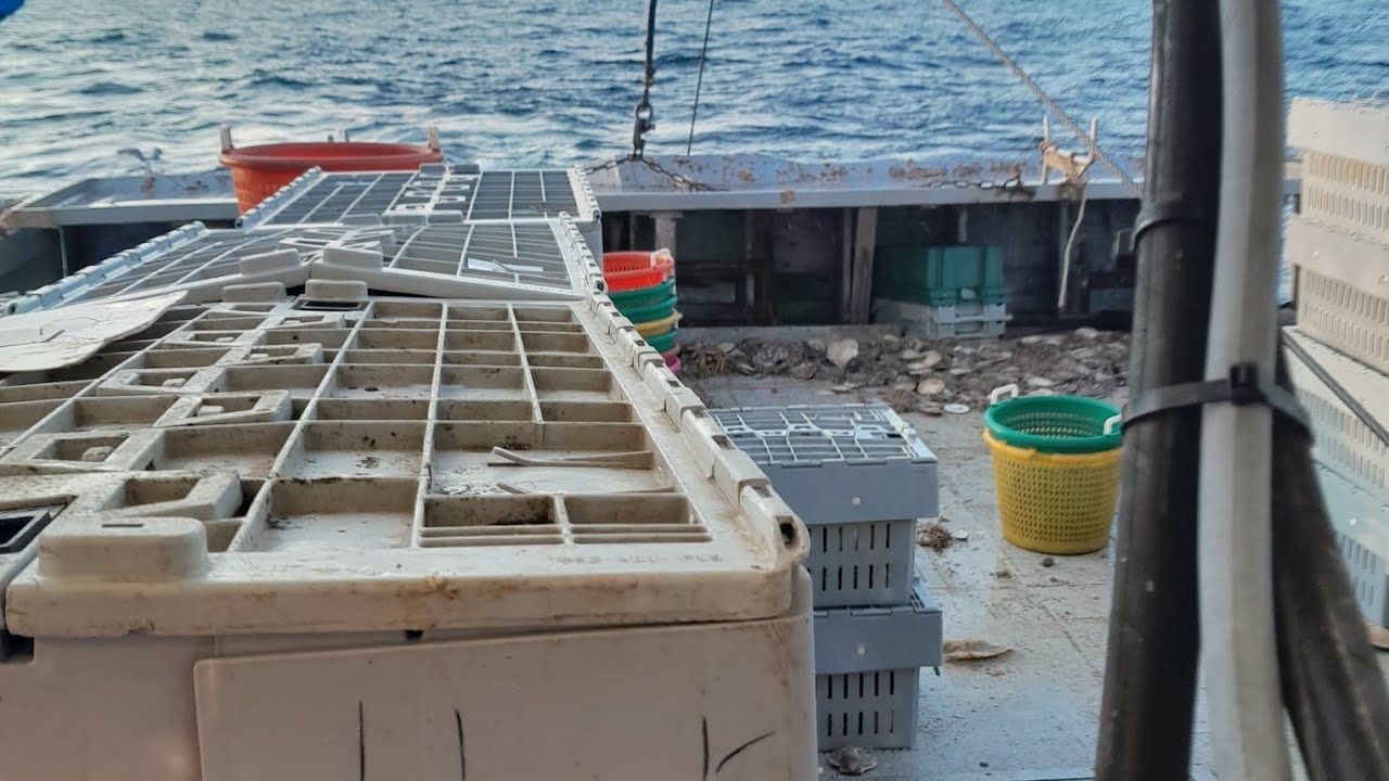 scallop fishing 🎣 2023 drag full! - YouTube