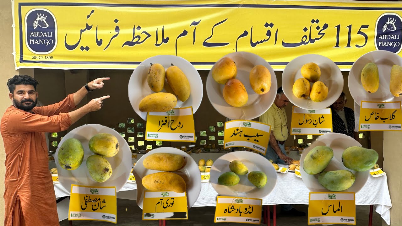 Mango Madness: Discovering 115 Varieties | Unveiling Pakistan's 115 ...