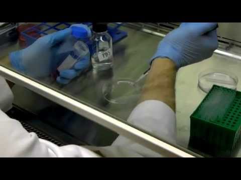 Embryoid Body Formation Using Hanging Drop Technique - YouTube