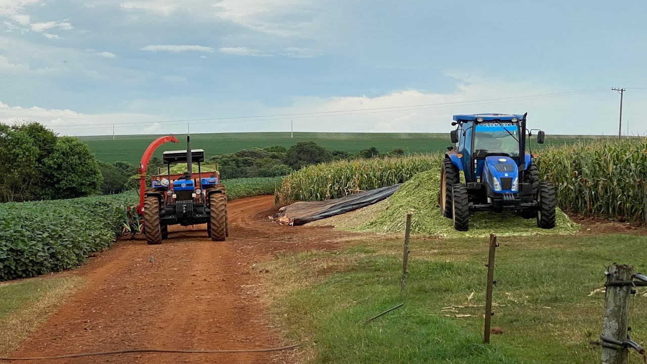 Iniciando a silagem e já começamos bem... fazendo silagem de NH 8030 ...
