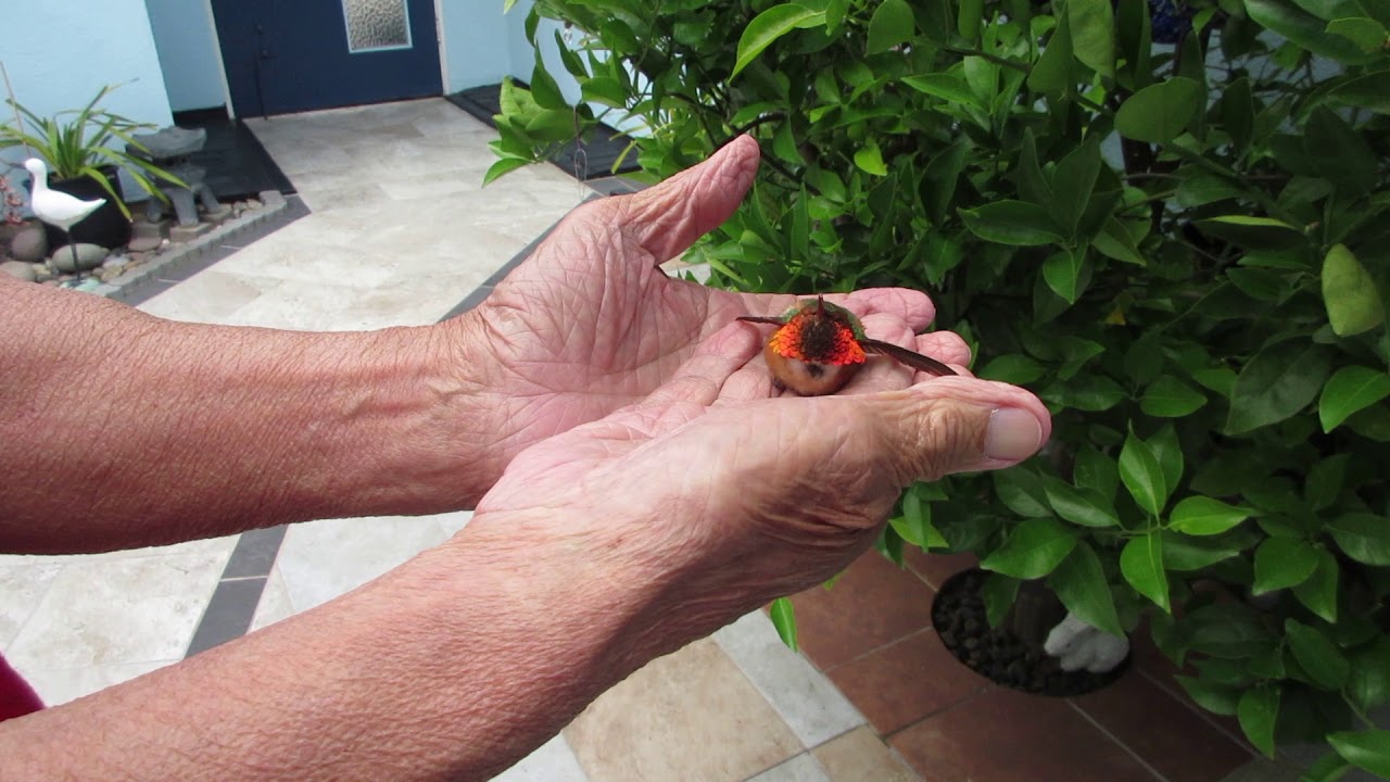 video of injured young hummingbird 5-5-19 MVI 7941 - YouTube