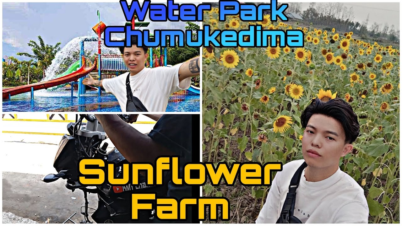 WATER PARK COMING SOON IN CHUMUKEDIMA||🌻Sunflower Farm🌻 Most Trending ...