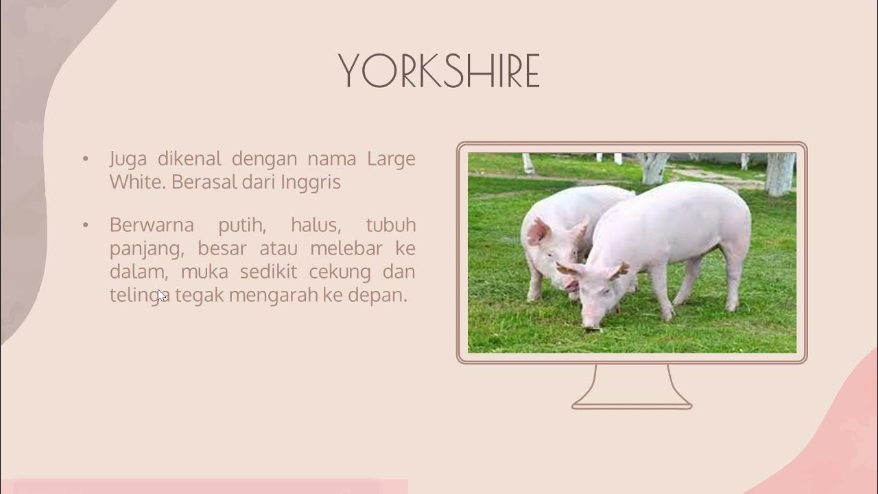 Jenis Jenis Babi yang Diternakkan di Indonesia - YouTube