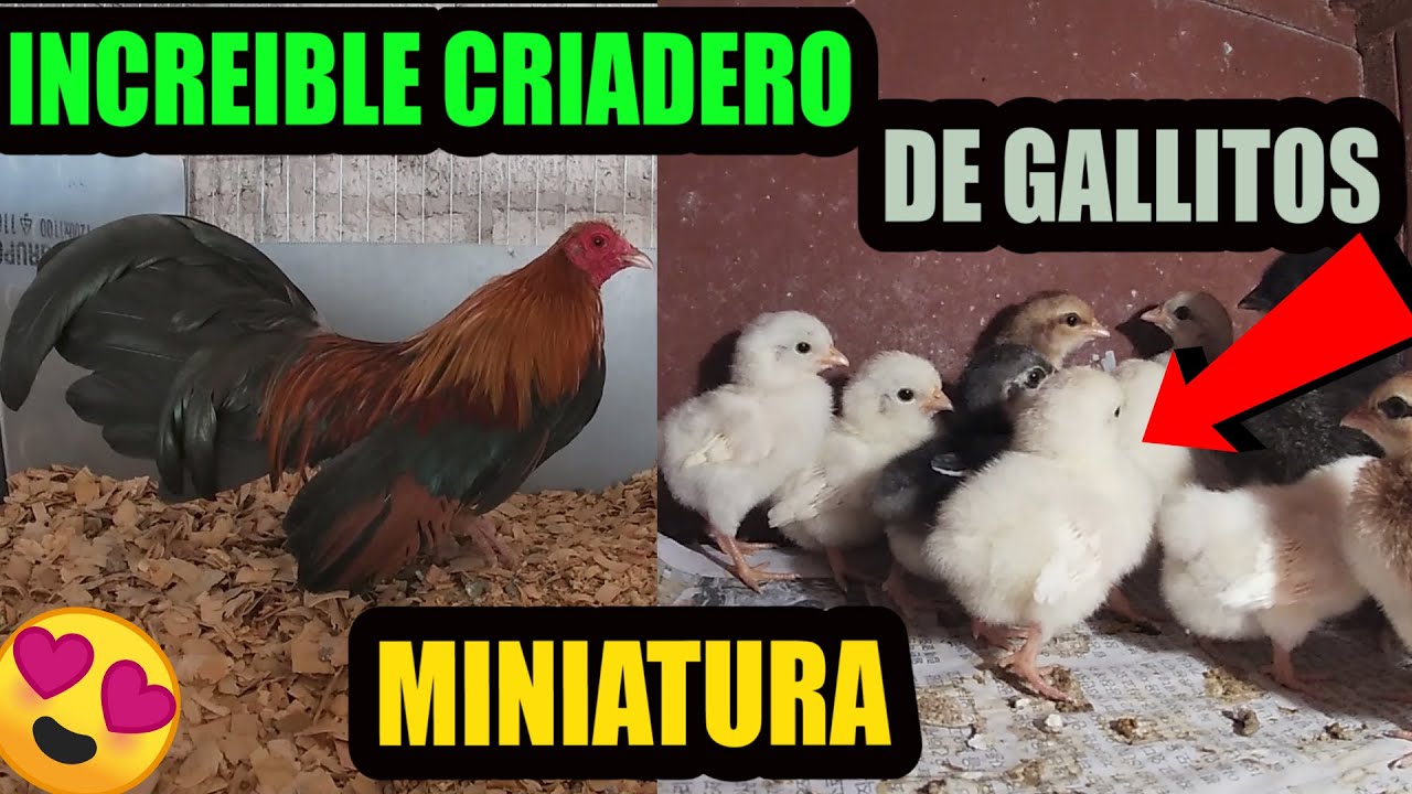 Increíble criadero de gallitos miniatura (Mario Blogs ) - YouTube