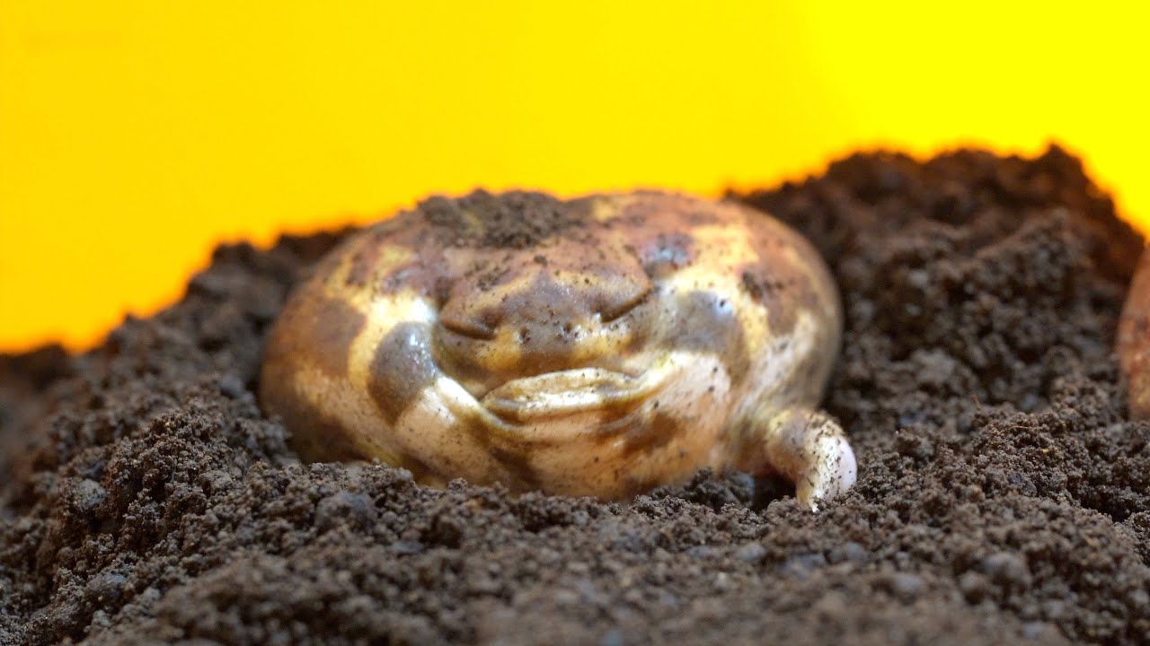 Approach the Rain frog. - YouTube