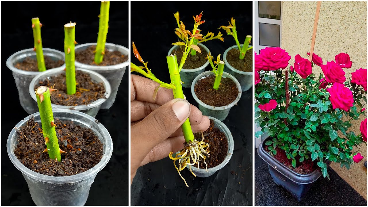 How To Grow Rose Plant From Cuttings | Roses From Stem Cutting | Roses ...