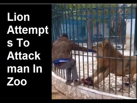 Lion Attempts To Attack man In Zoo - YouTube