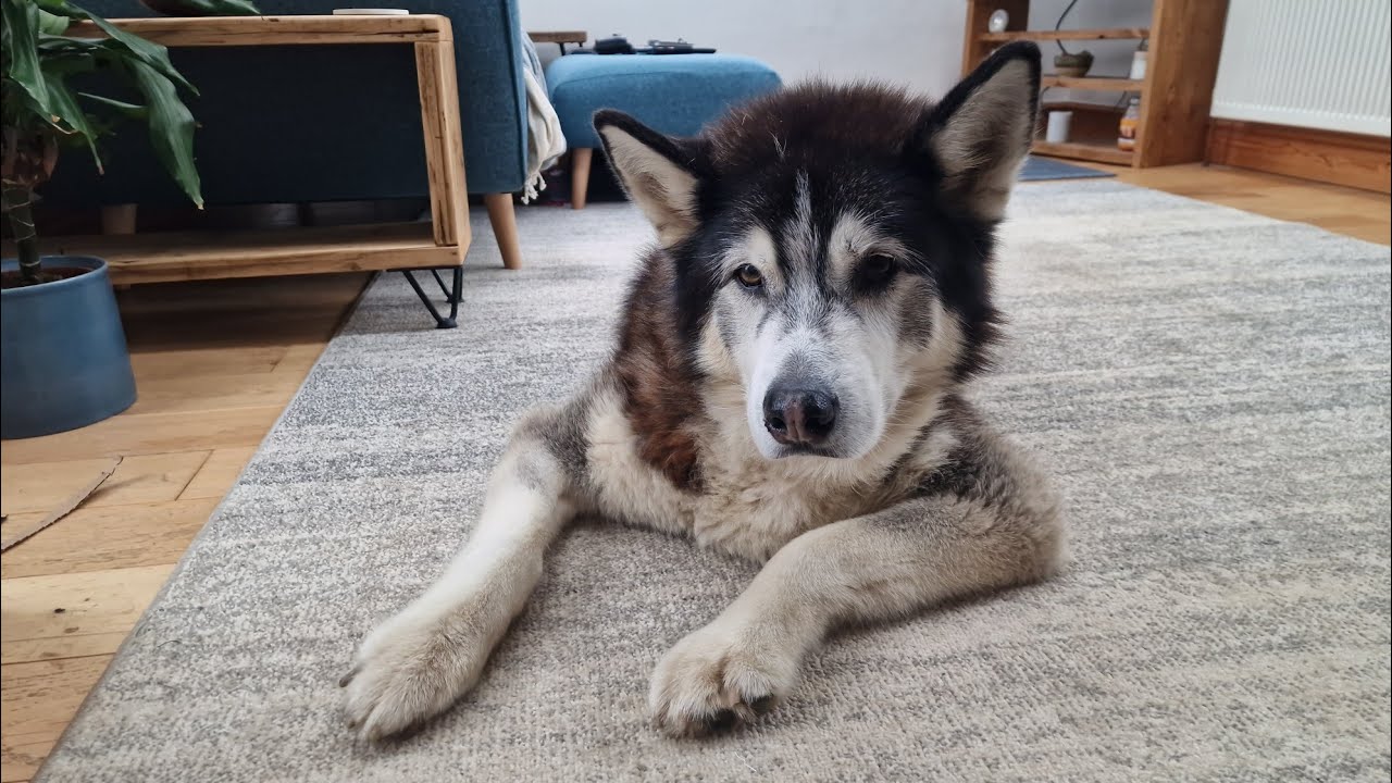 Old Husky Didn't Know What To Do! So Cute - YouTube