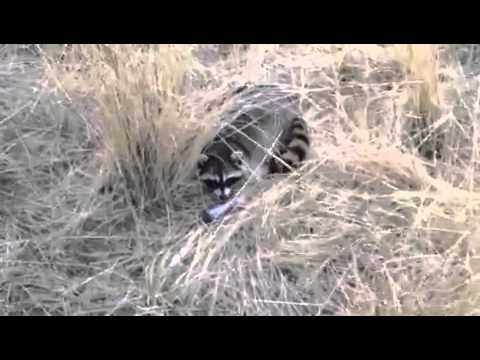 Bandit Coon Caught Twice - YouTube