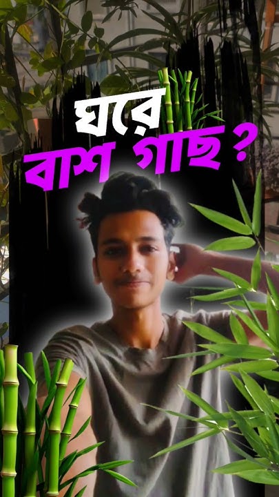 বাশ গাছ চিনেন?🤔 বারিতে আনলাম বিভিন্ন ধরনের গাছ! Indoor plants price in ...