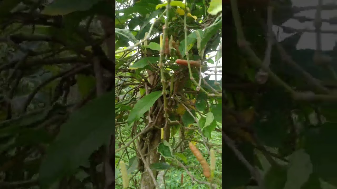 petani muda cabe jamu - YouTube