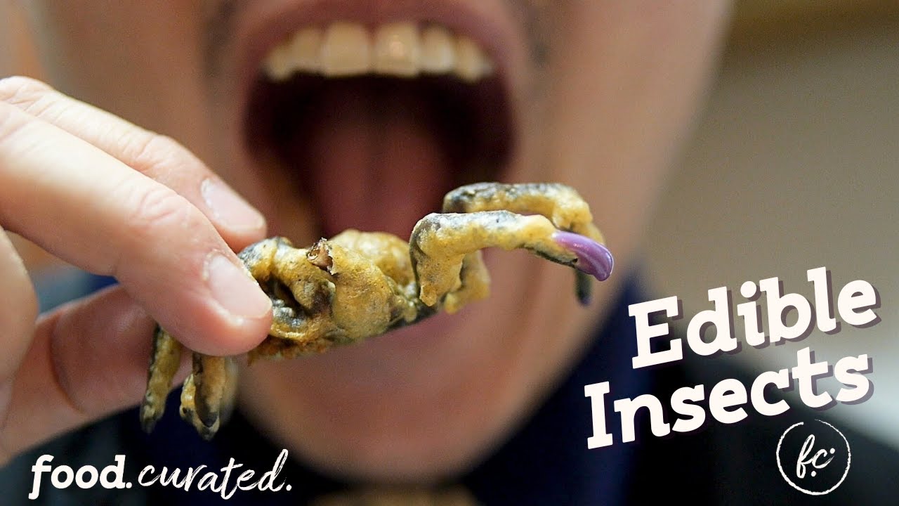 Eat Insects Without Fear: The #1 BUG CHEF Helps You Cook & Enjoy ...