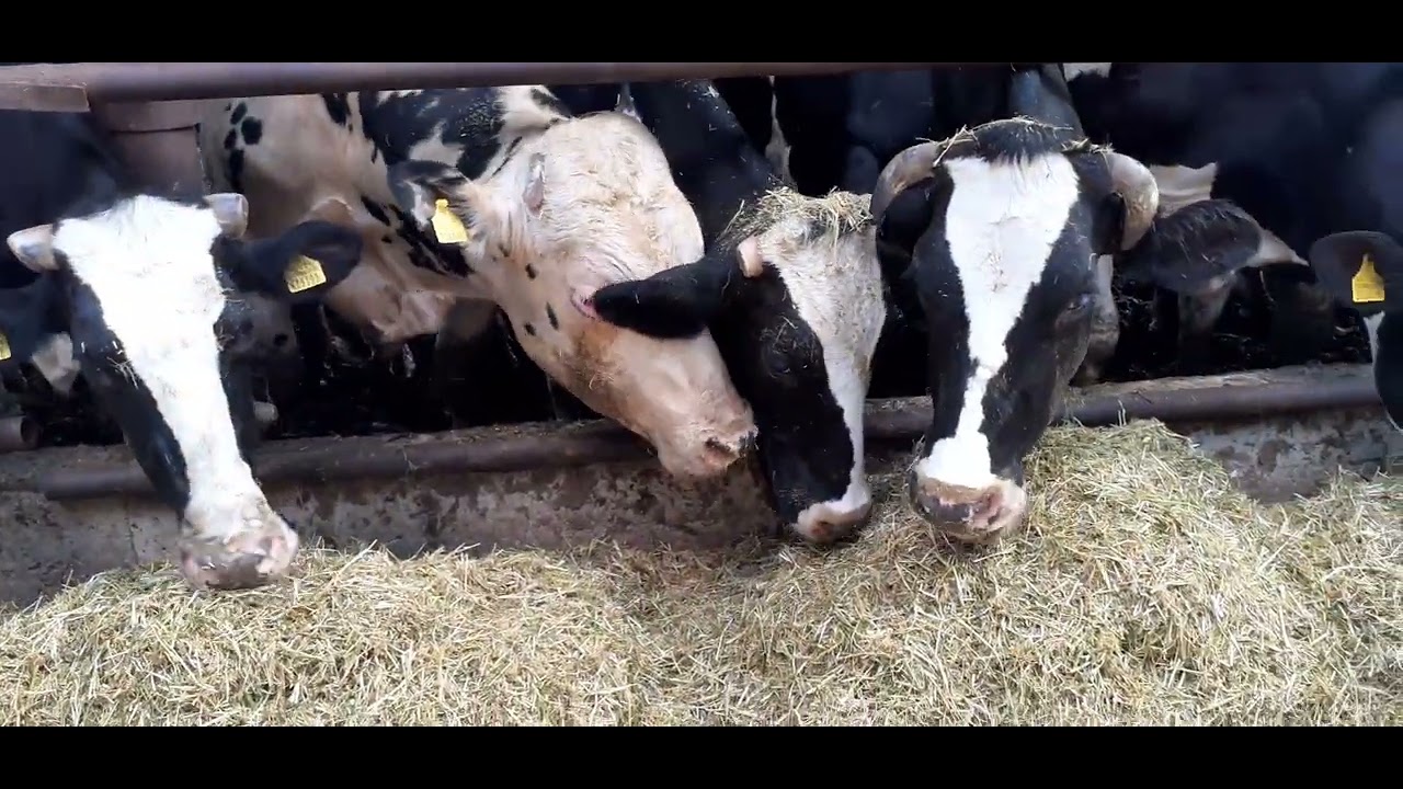Frezin cow in food // Turkish cow - YouTube