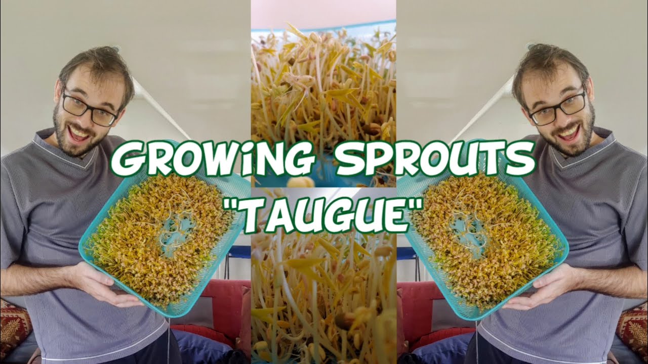 Growing Sprouts "Taugue" - YouTube