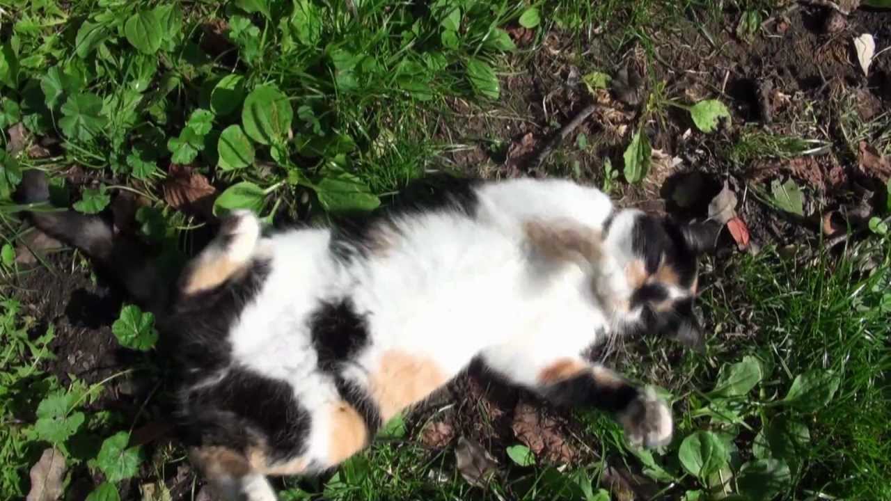 Gato revolcandose - YouTube