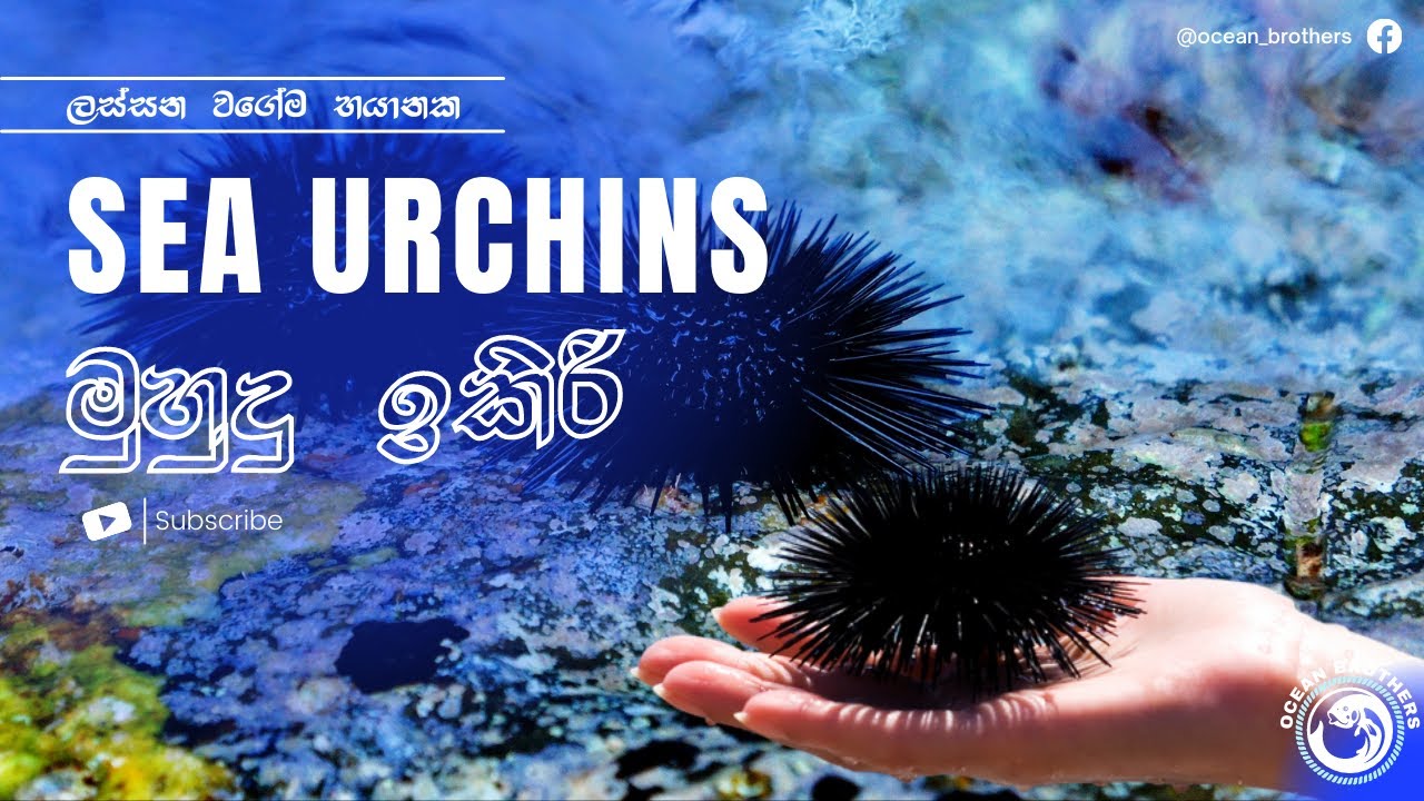 Sea Urchins | මුහුදු ඉකිරි | Amazing Sea Creatures | Ocean Brothers ...