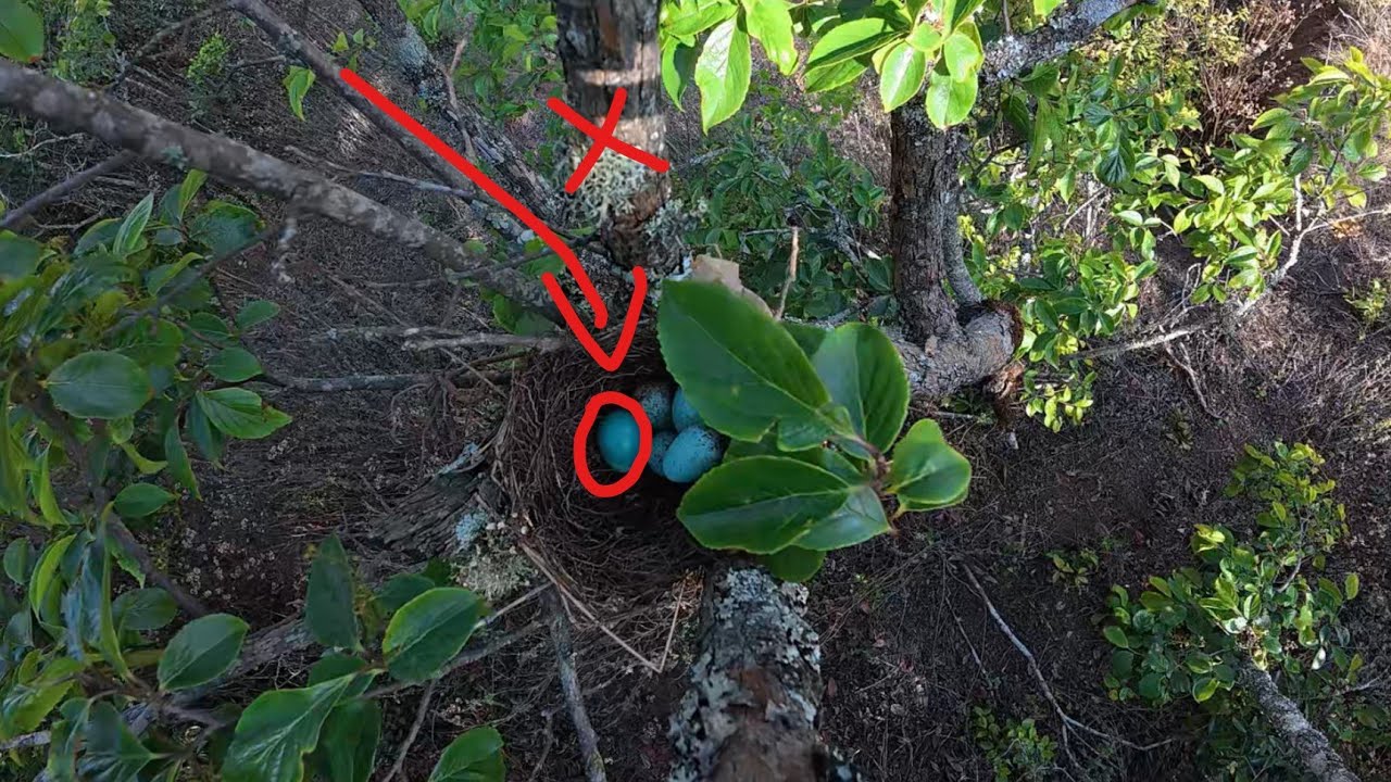 Part 2: The cunning cuckoo lay egg of the same blue color, but it can't ...
