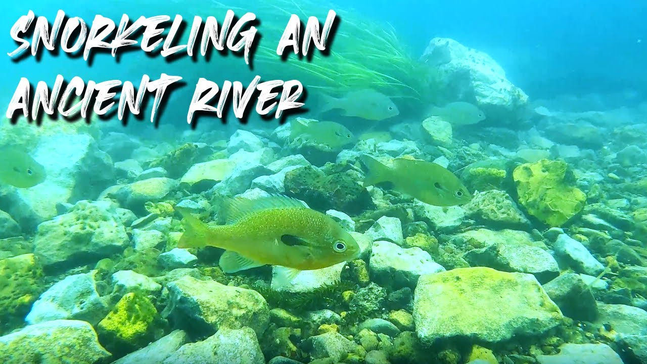 Best Snorkeling in Texas | The San Marcos River - YouTube