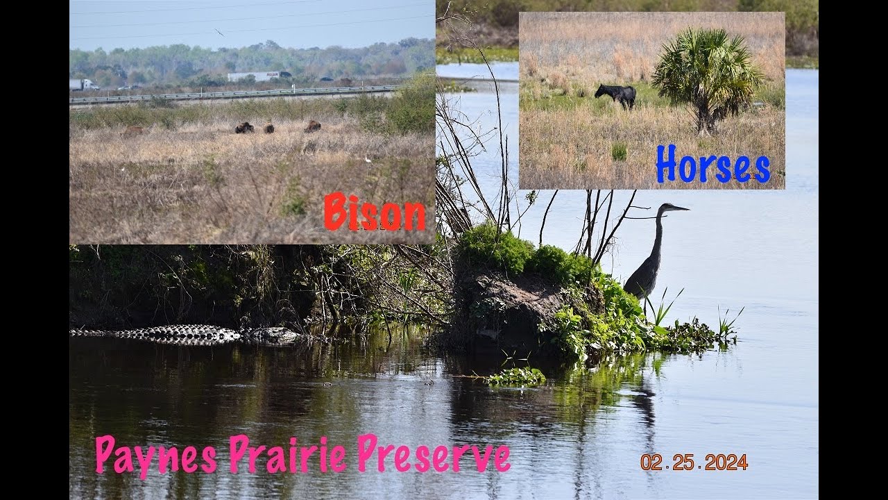 Wild Horses/ Bison Paynes Prairie Reserve FL State Park - YouTube