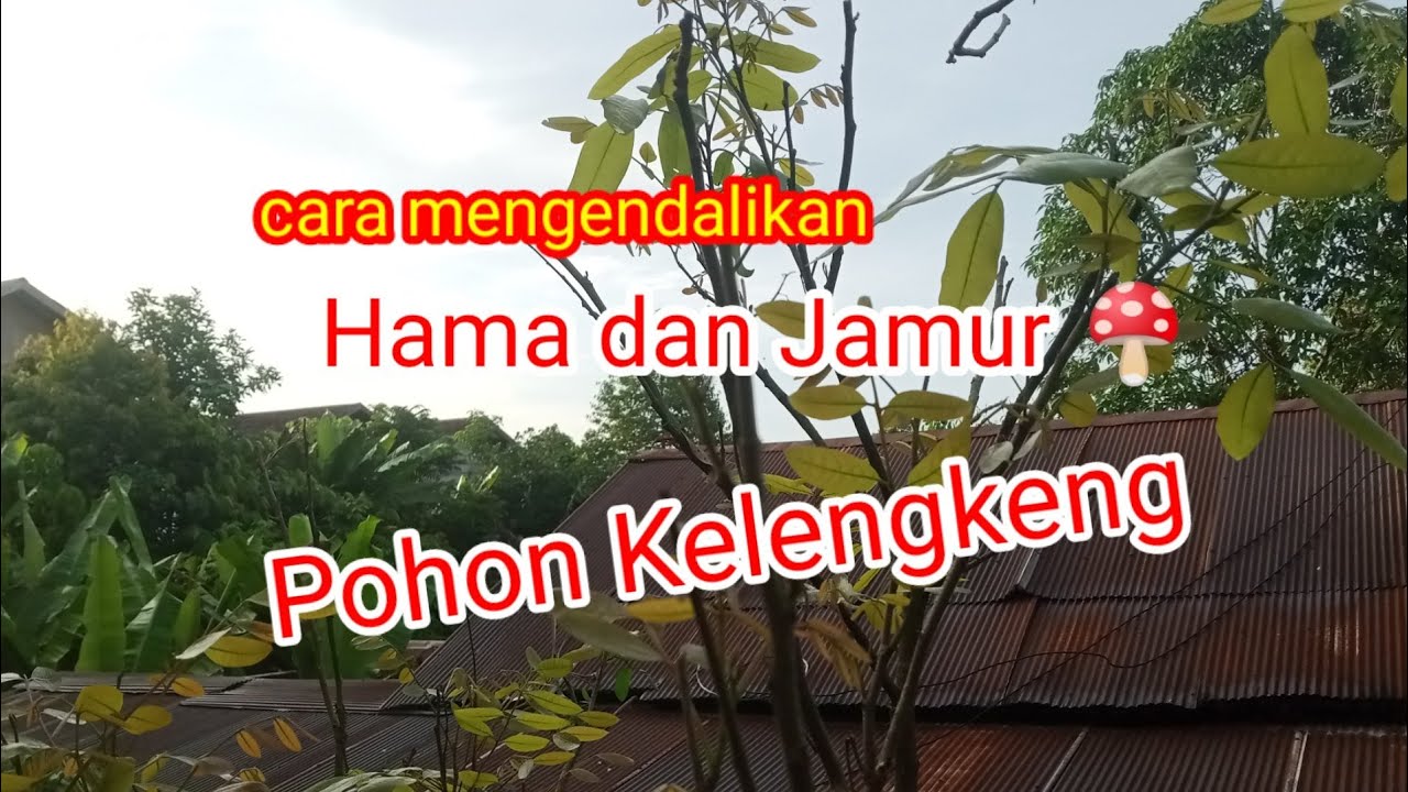 Cara mengendalikan Hama dan Jamur pada Tanaman 🙏👍👍 - YouTube
