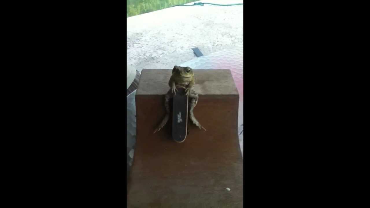 A Frog Sitting on a Bench Like a Human - YouTube