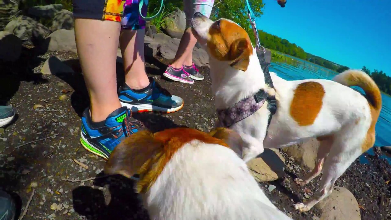 Sniffing Dogs Butts at the Park with a GoPro - YouTube