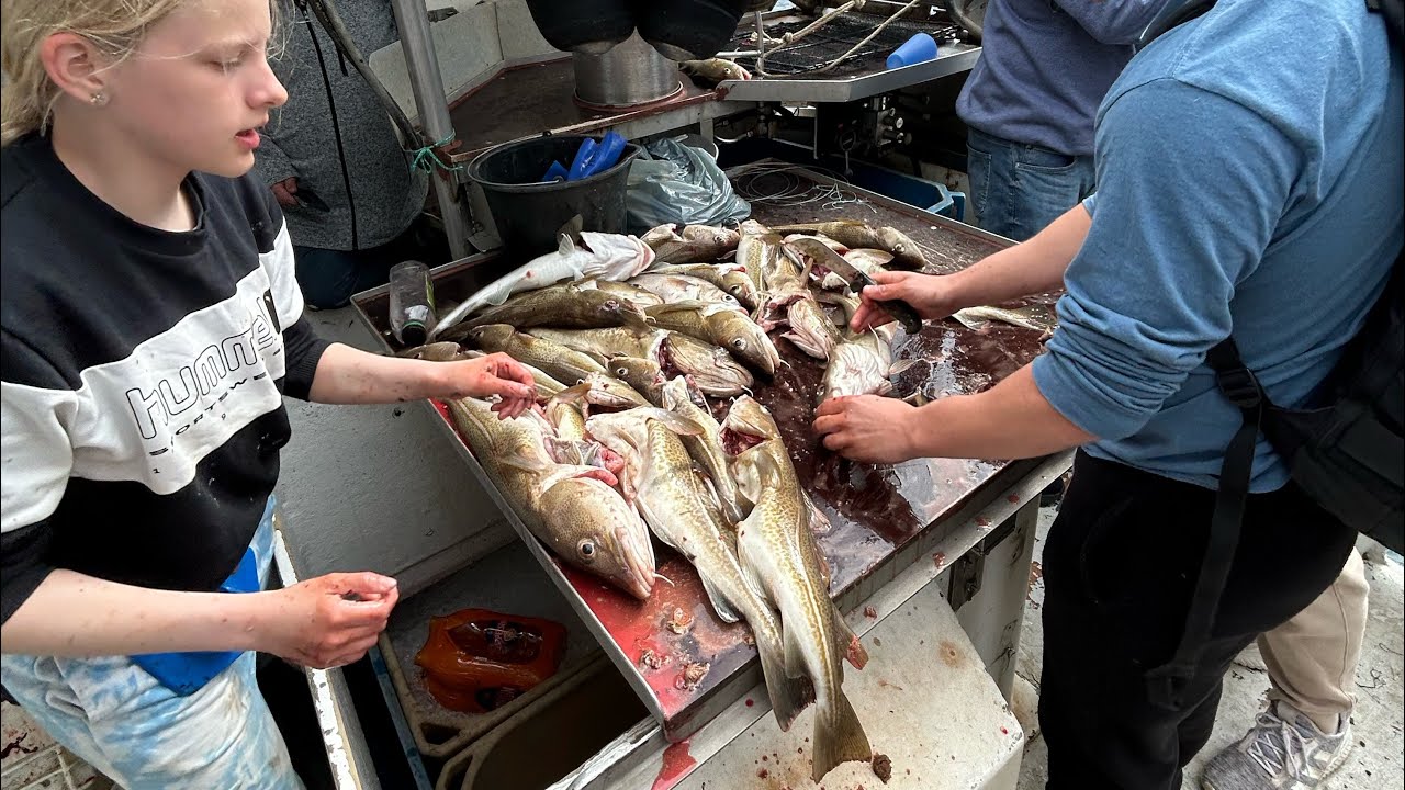 Atlantic halibut in deep water - YouTube