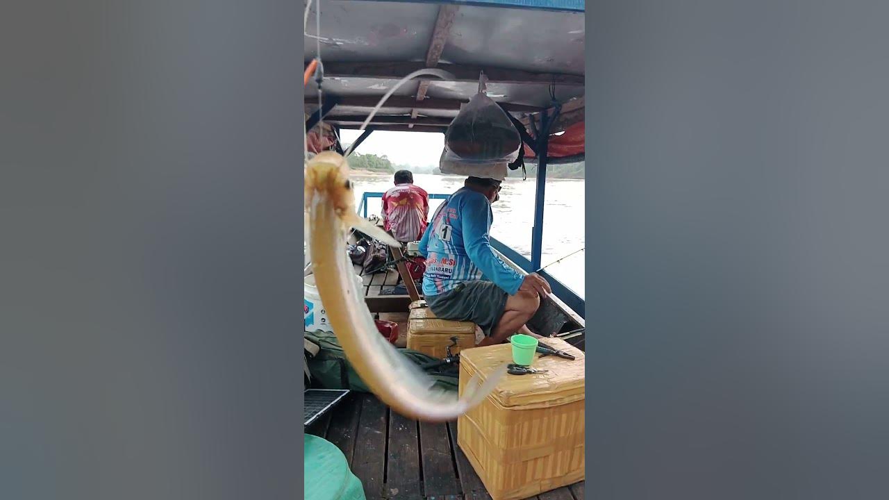 Strek Pertama Ikan Silais - YouTube