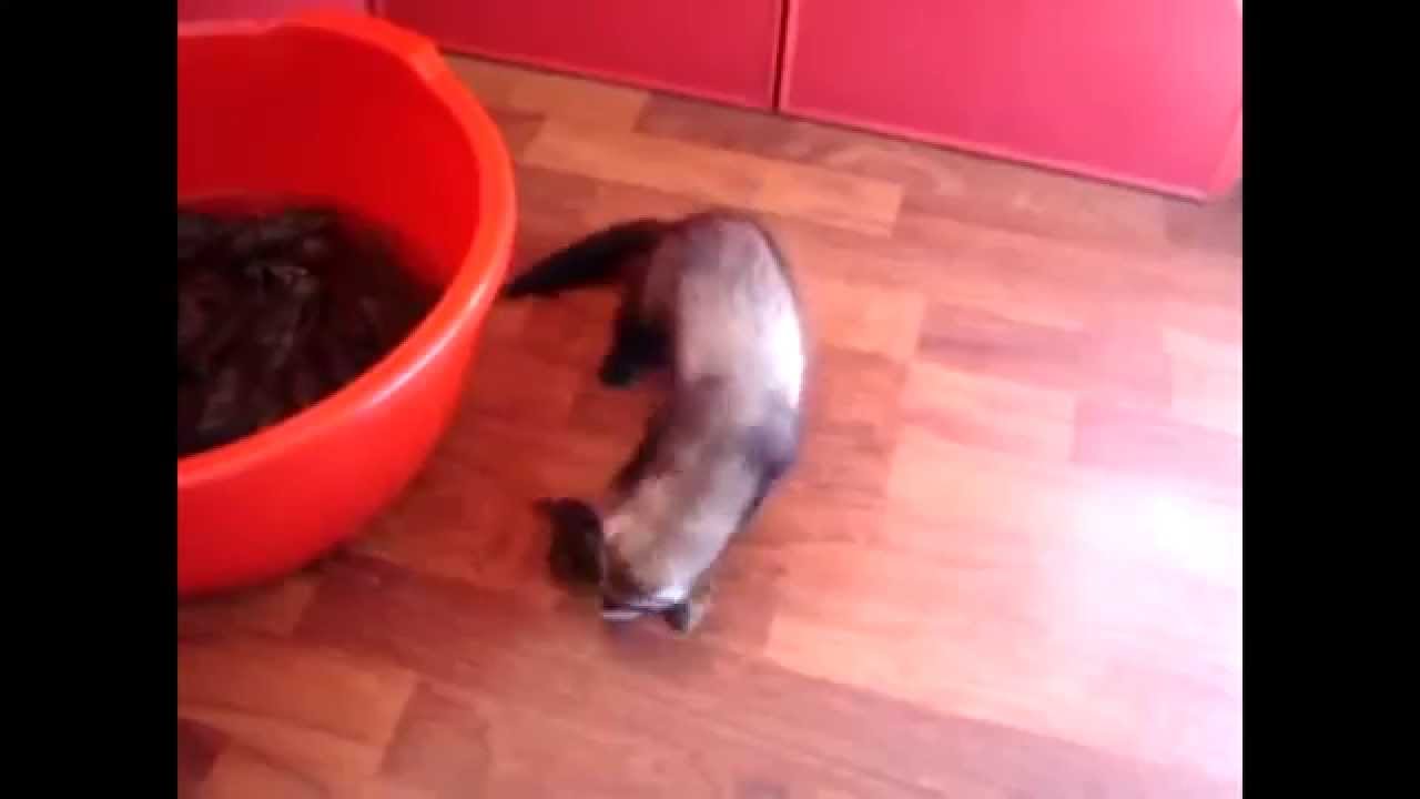 Funny weasel fighting - YouTube