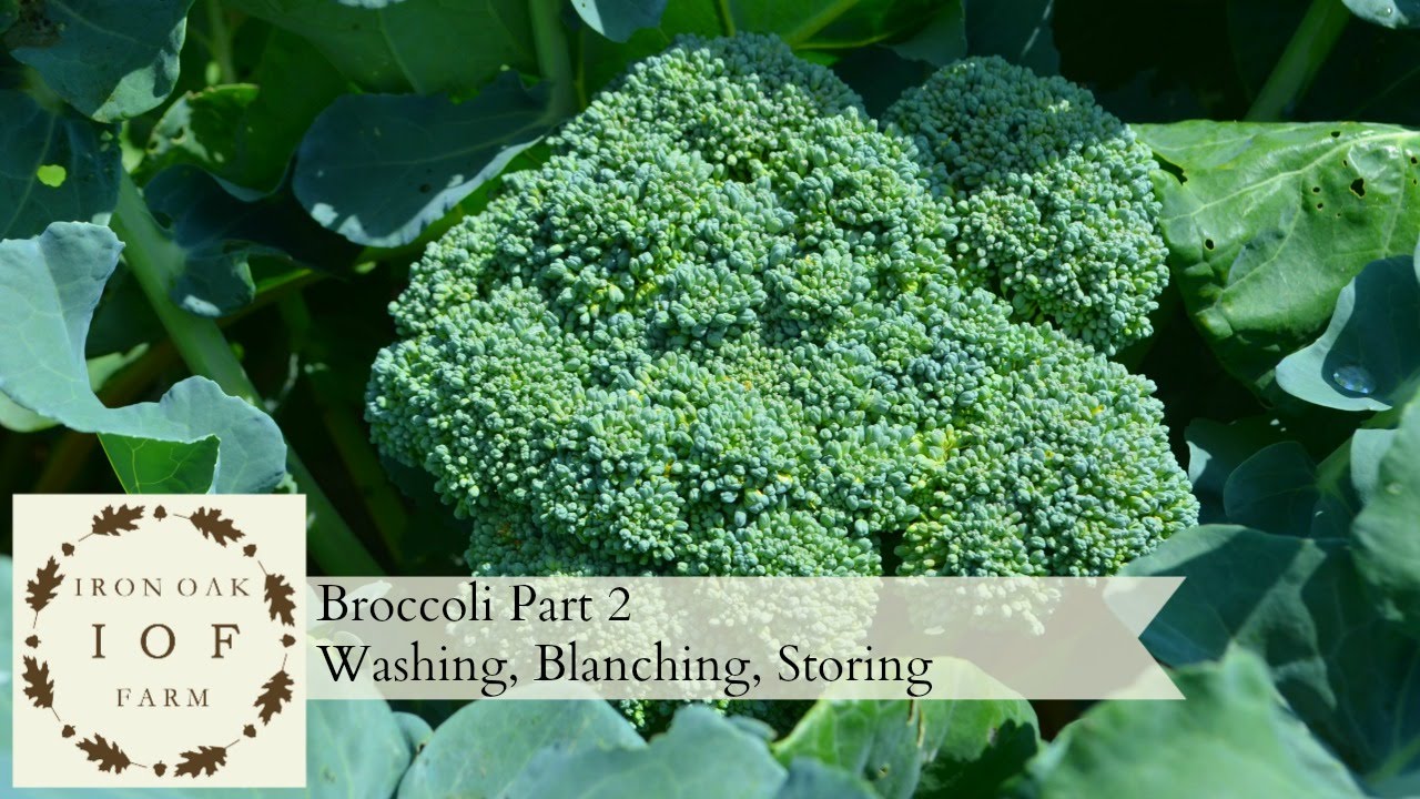Broccoli Part 2 Washing, Blanching and Storing - YouTube