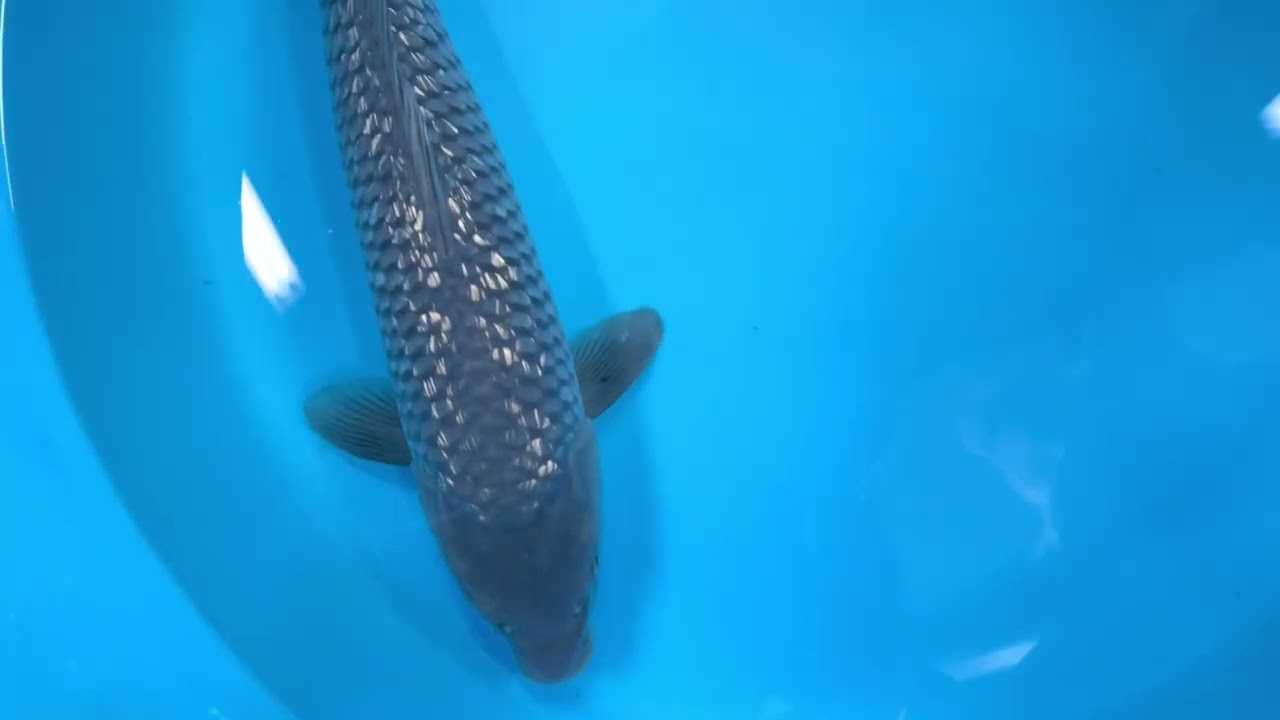 GR Soragoi | Coastal koi