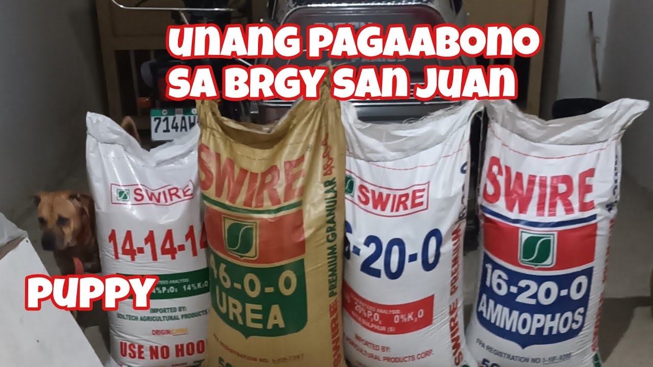 LP937 AT NK5017 BASAL NA PAGAABONO 10 DAYS AFTER TRANSPLANTING SA BRGY ...