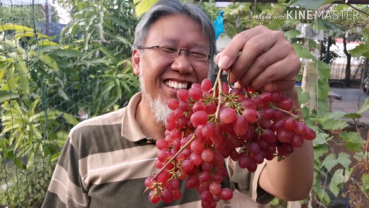 Veles Seedless Grapes From Ukraine - YouTube