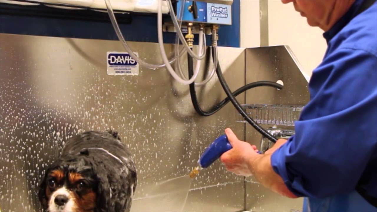 ProPet Washing Small Dog - YouTube