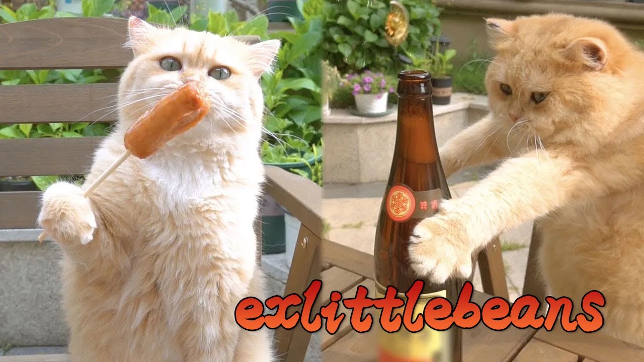 Did I raise a cat, or did a cat raise me?「Exlittlebeans」 - YouTube