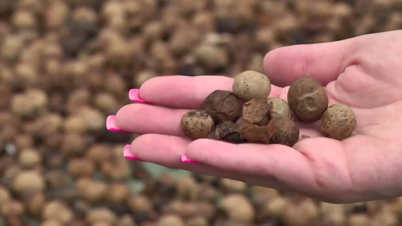 El Ojushte - YouTube