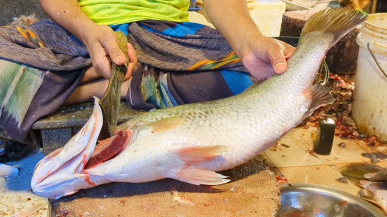 HowTo Cut Bhetki Fish: Amazing Big Fish Cutting Video.... - YouTube
