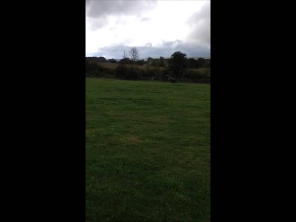 fanny fiddle - YouTube