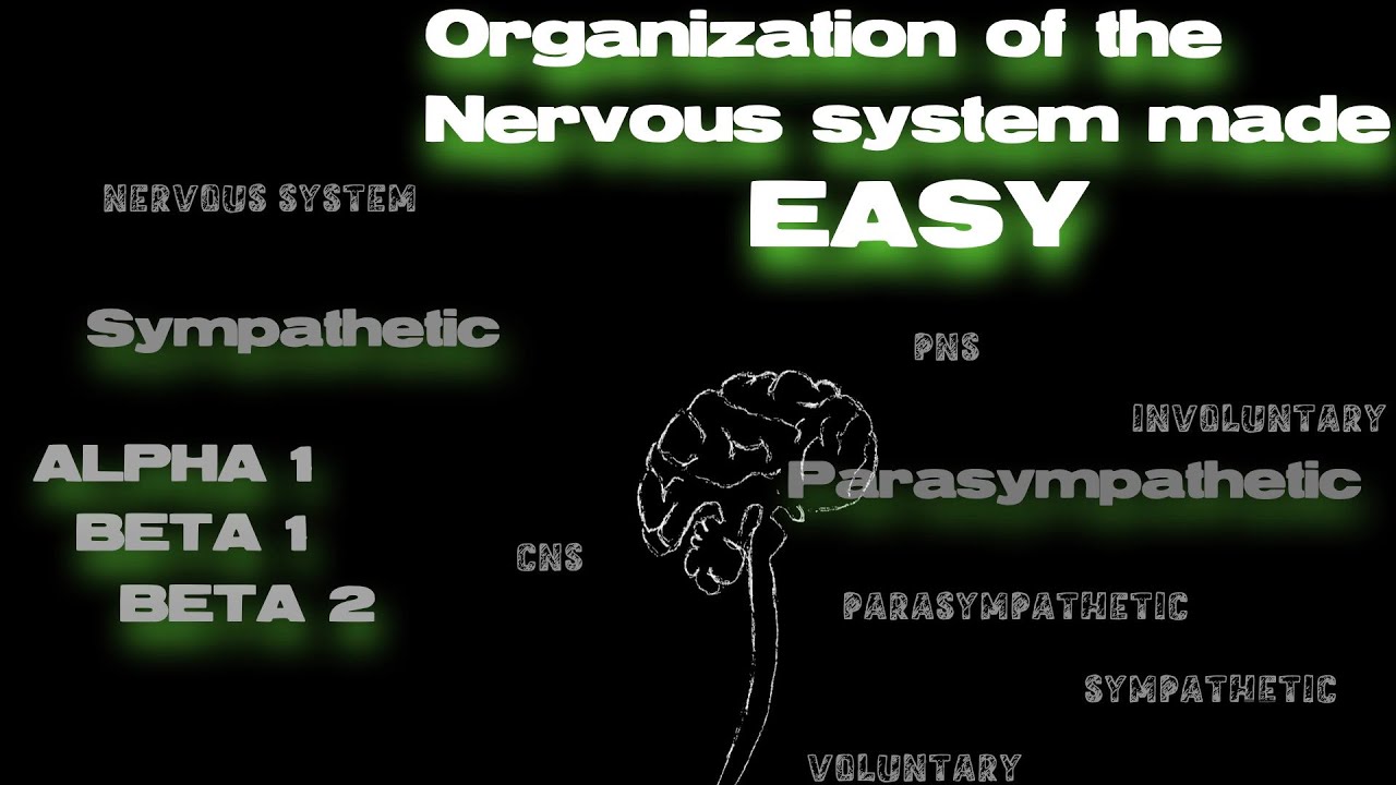 The organization of the Nervous system (Sympathetic, Alpha 1, Beta 1 ...