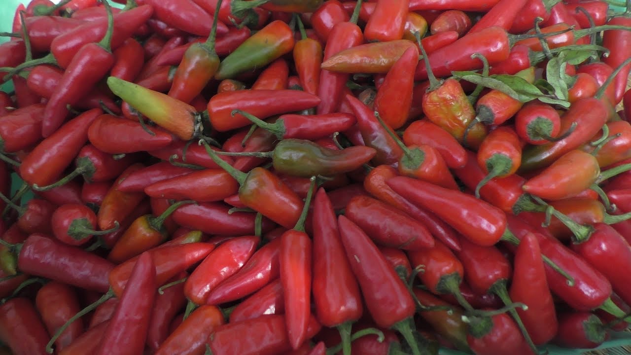 village style red chilli sosus Cooking / Cooking By Village food ...