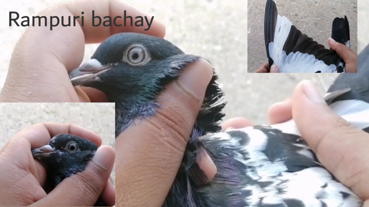 Pure Rampuri Bachay Patha pathi | Parwazi Plus Breeder Bachay | Fahad ...